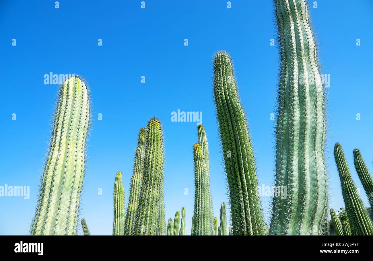 Pachycereus pringlei (also known as Mexican giant cardon or elephant ...