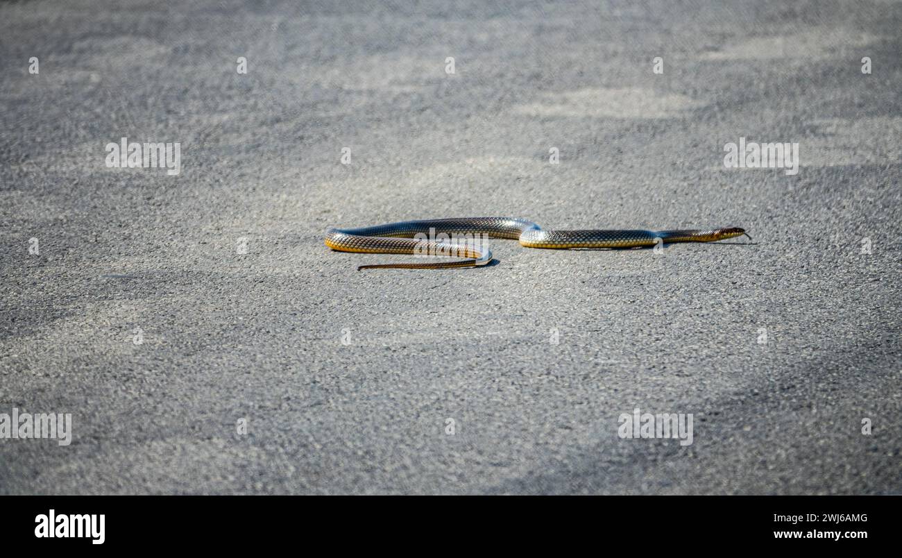 Large 1.5-meter Balkan snake (Coluber jugularis) on highway. It is very ...