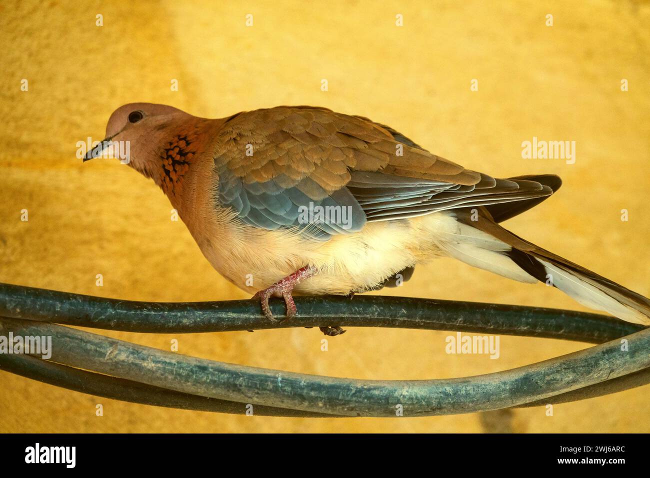 Senegal turtle dove (Streptopelia senegalensis), Iran, Masuleh Stock ...
