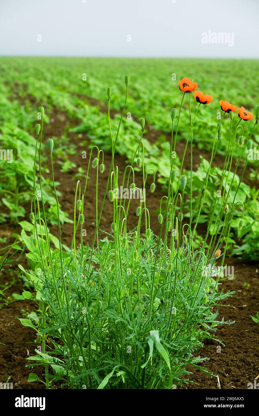 Papaver stevenianum hi-res stock photography and images - Alamy