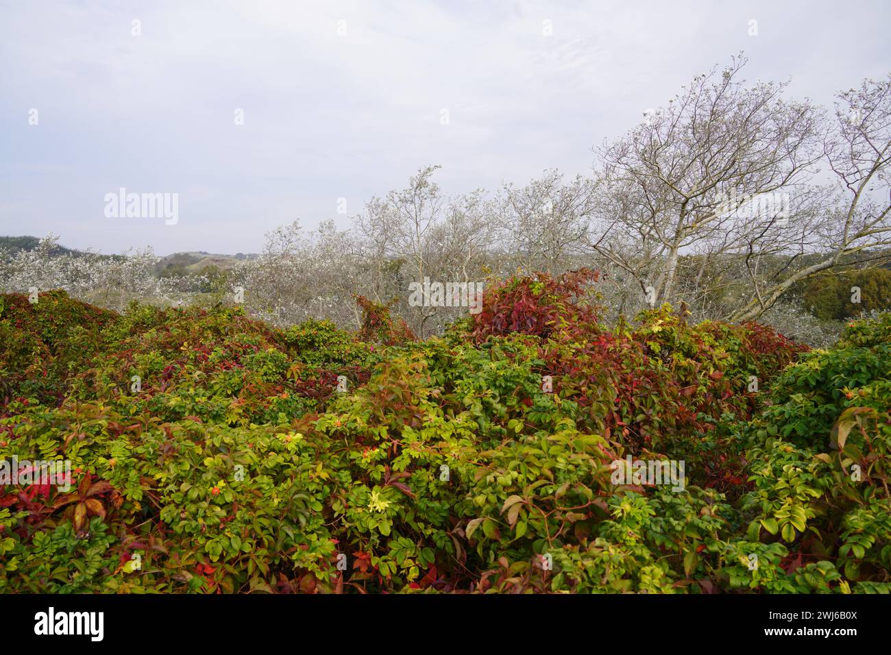 Vegetation island hi-res stock photography and images - Alamy