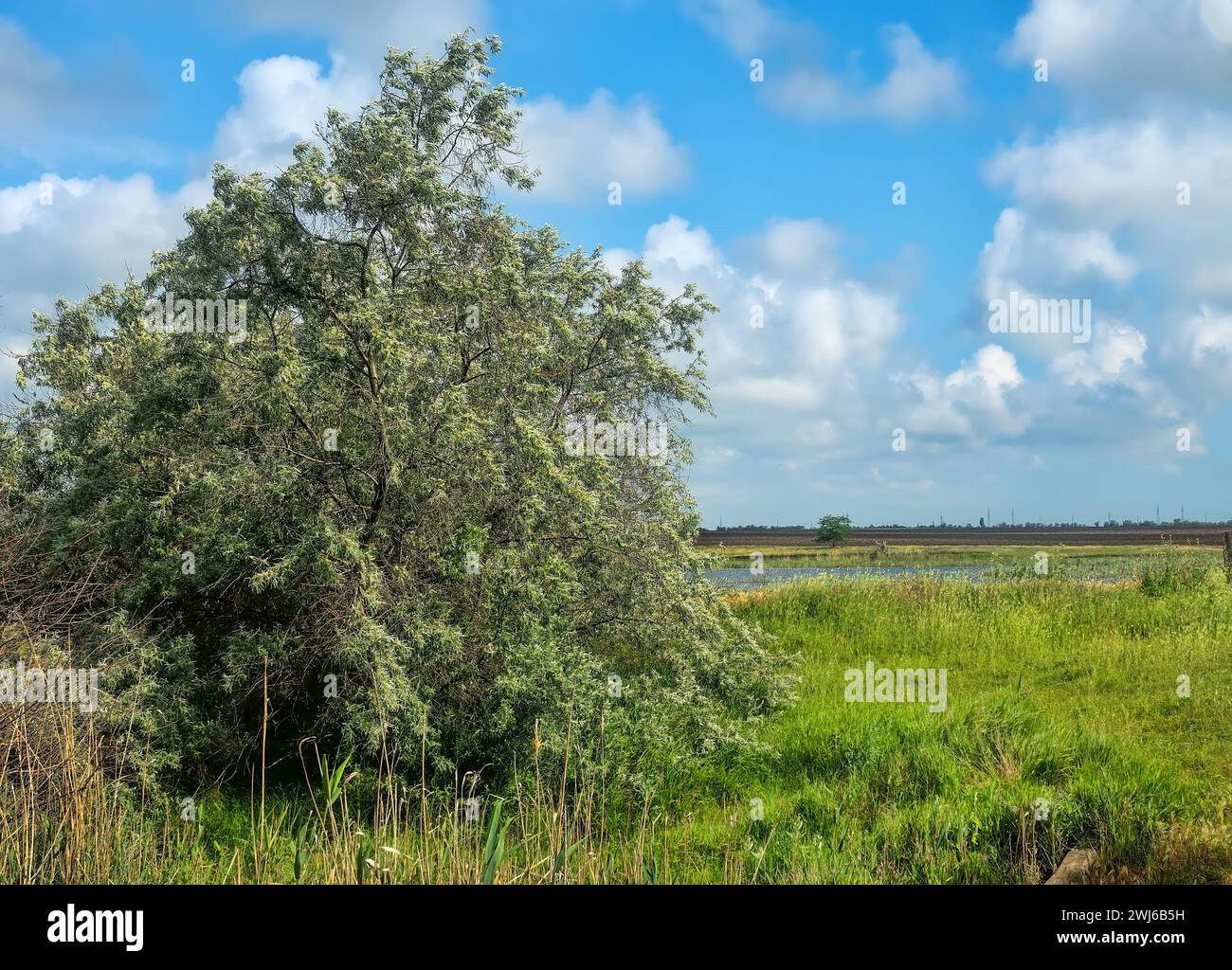 Elaeagnus angustifolia hedge hi-res stock photography and images - Alamy