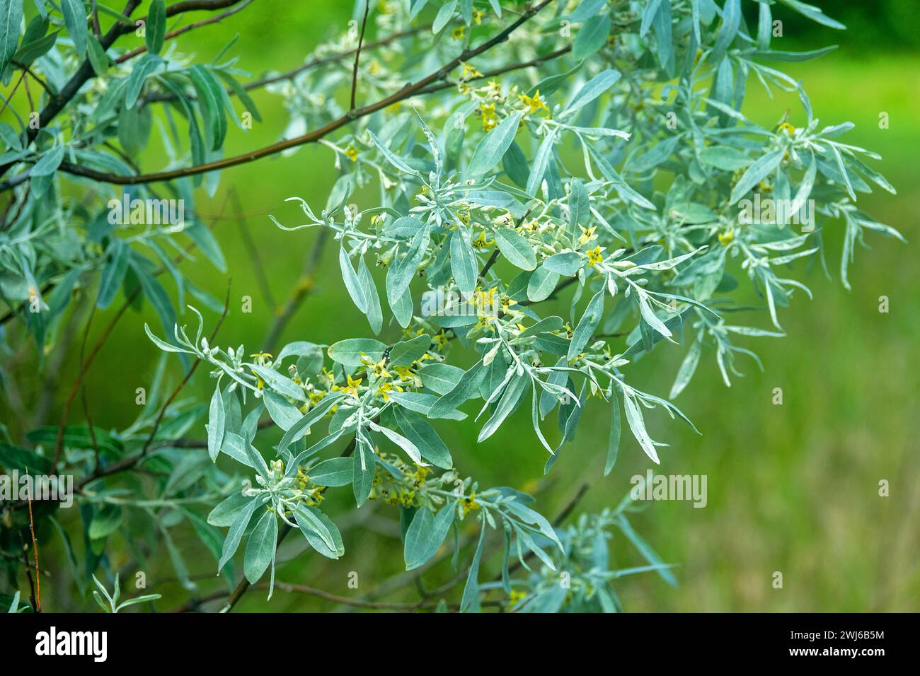 A blooming Russian olive (Elaeagnus angustifolia) tree in a forest ...