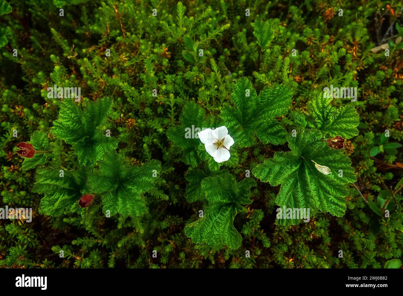 Mountain raspberry (Rubus chamaemorus) blooms on the eastern coast of ...