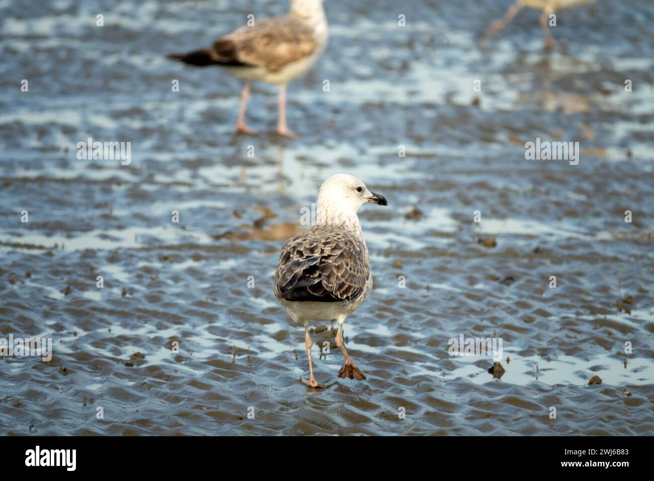 Systematics gulls hi-res stock photography and images - Alamy