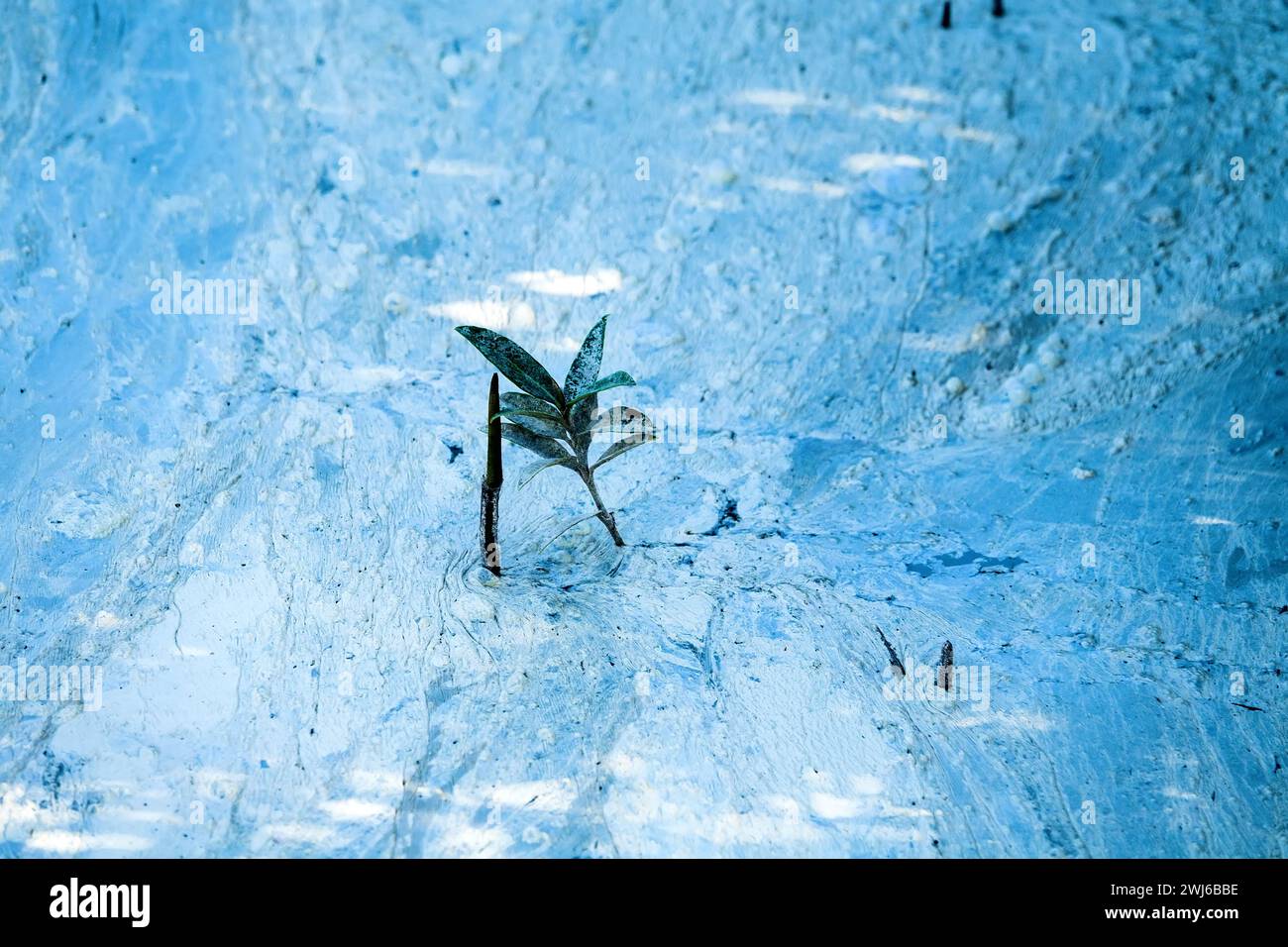 Mangroves in the Persian Gulf. United Arab Emirates. Winter algae ...