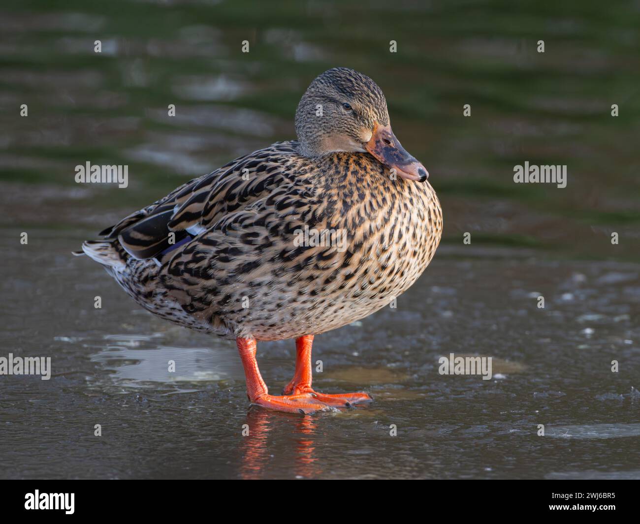 Mallard colourful hi-res stock photography and images - Alamy
