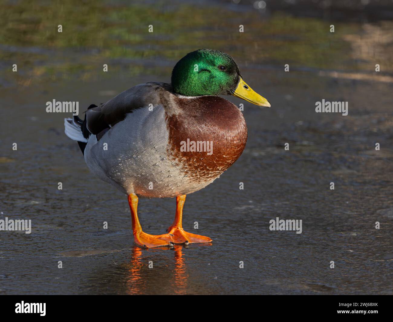Mallard colourful hi-res stock photography and images - Alamy