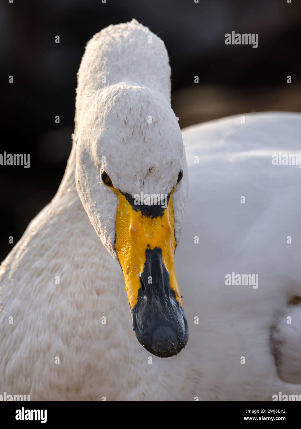 Swans legs hi-res stock photography and images - Alamy