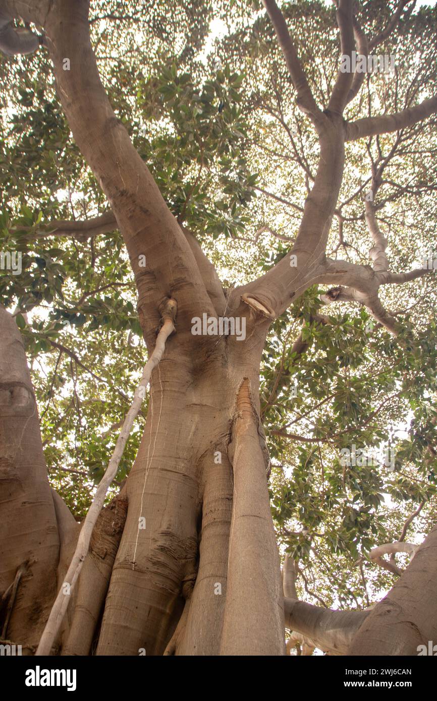 Royal gardens of Normas palace at Palermo, Sicily Stock Photo - Alamy
