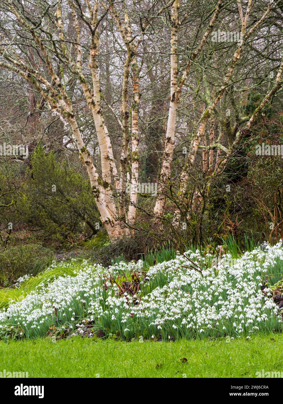 Winter view of the snowdrop drifts, Galanthus elwesii varieties, in ...