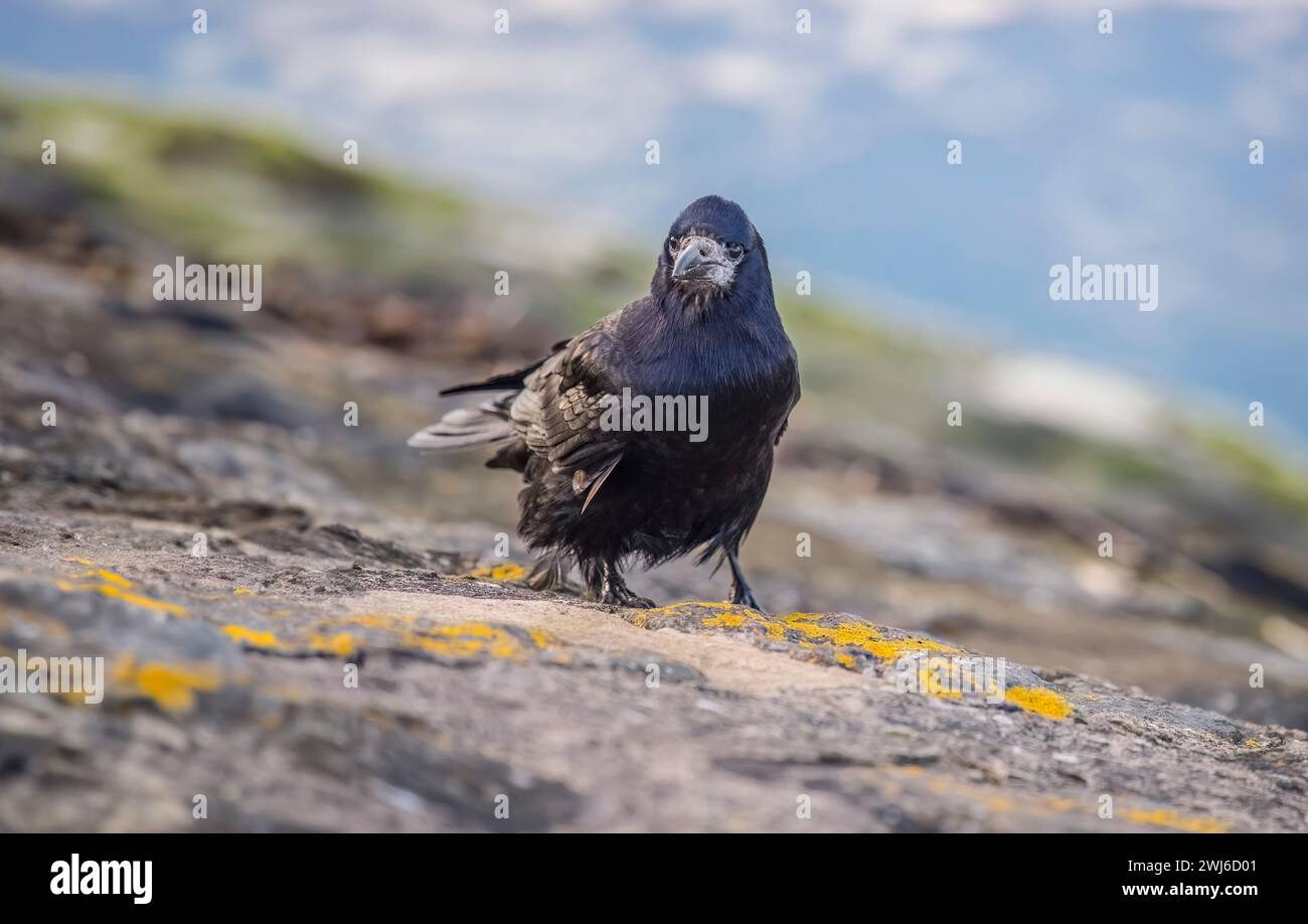 Rook, Corvus frugilegus, close up in United Kingdom Stock Photo - Alamy