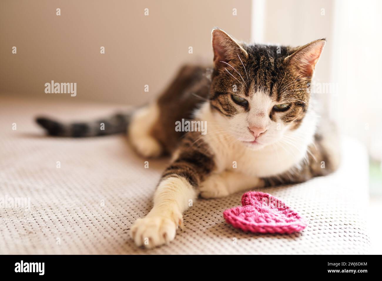 Cat with heart hi-res stock photography and images - Alamy