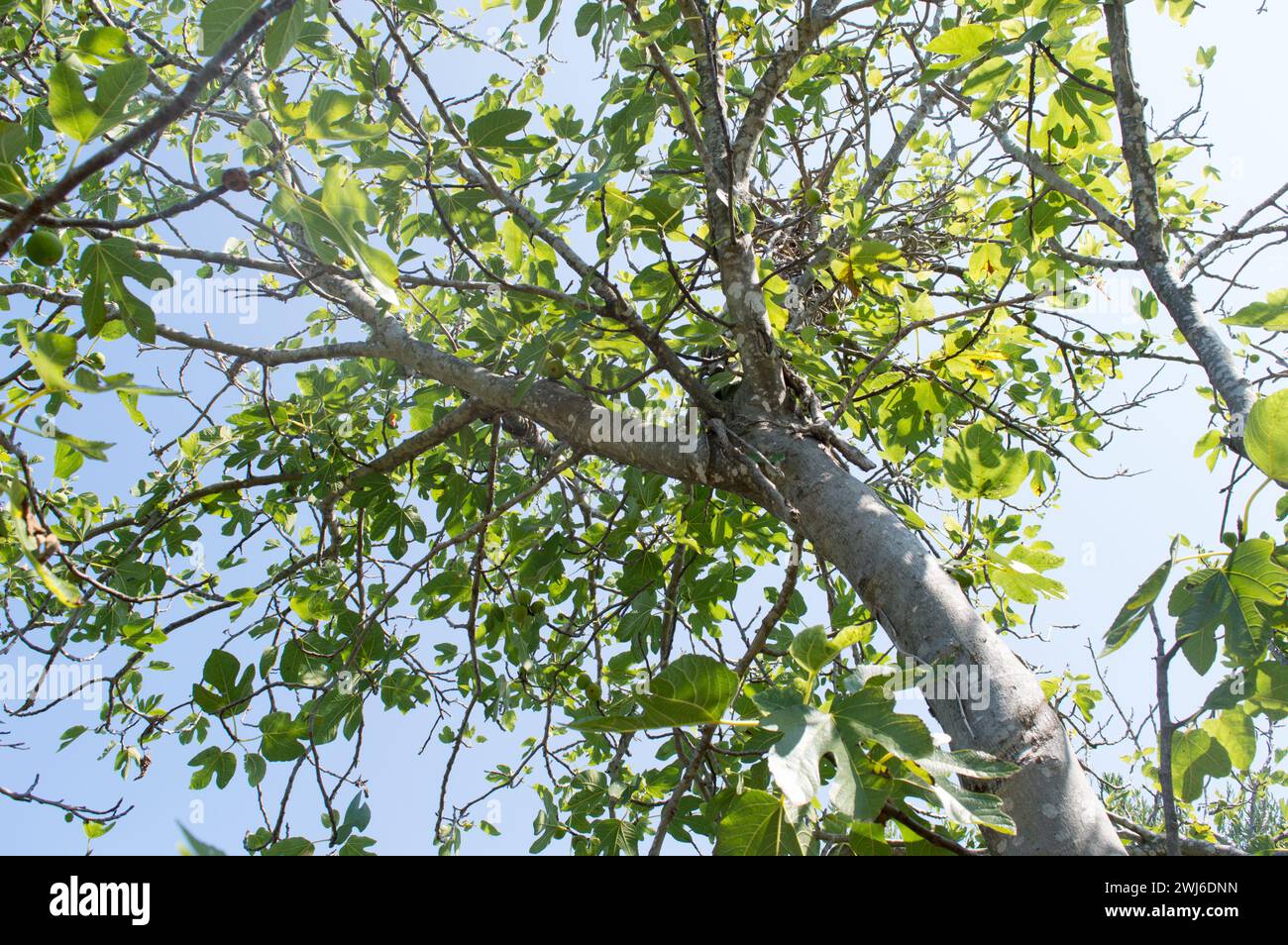 Old fig tree hi-res stock photography and images - Alamy