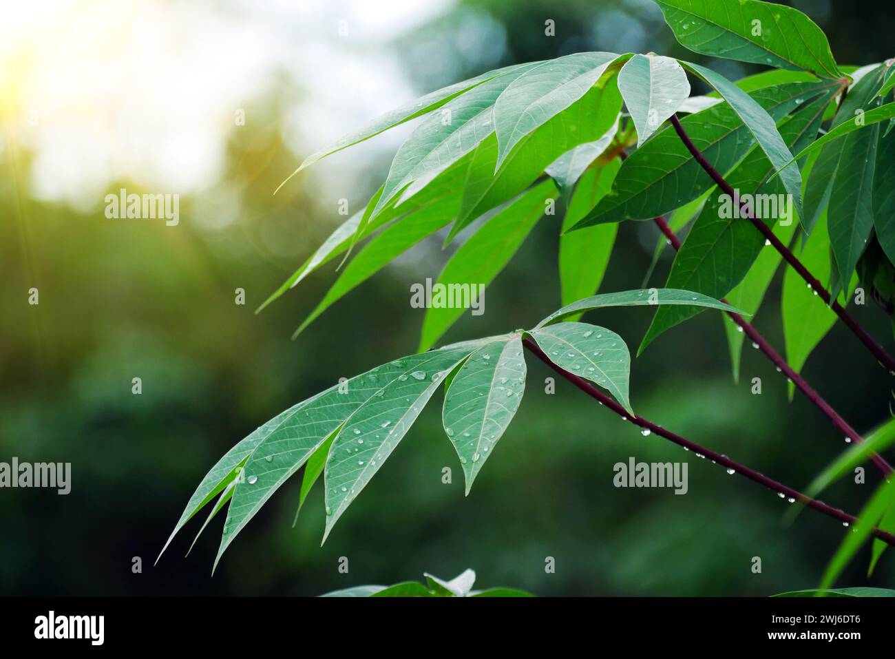 Green cassava leaves background. Cassava leaf plant background. Close ...