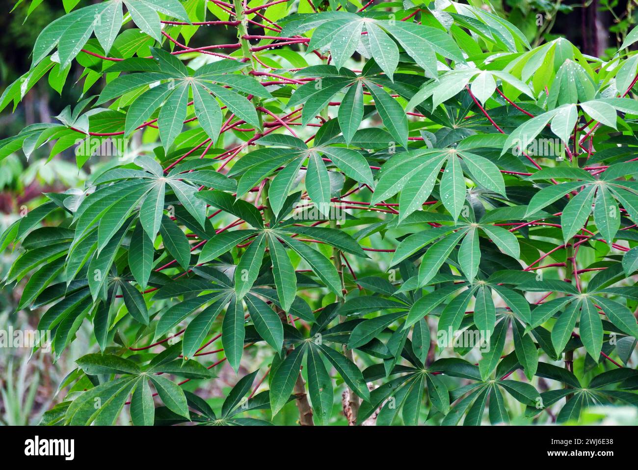 Green cassava leaves background. Cassava leaf plant background. Close ...