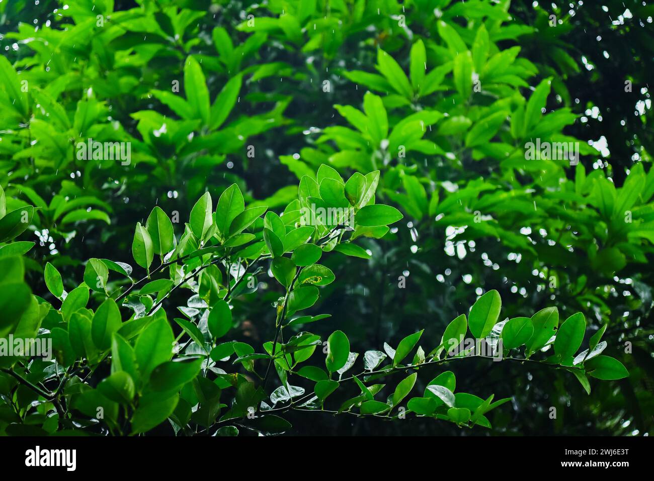 Orange tree leaves exposed to raindrops, in the tropical climate of ...