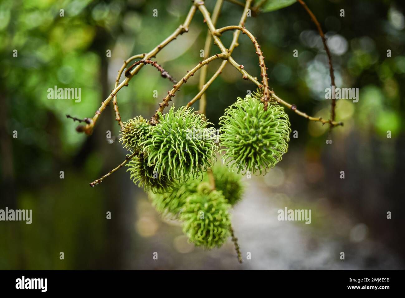 Young rambutan hanging from a tree Stock Photo - Alamy