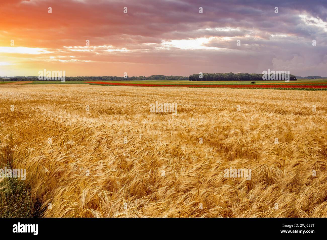 wheat fields during the harvest of junet near the city of Etretat, in Normandy, France Stock ...