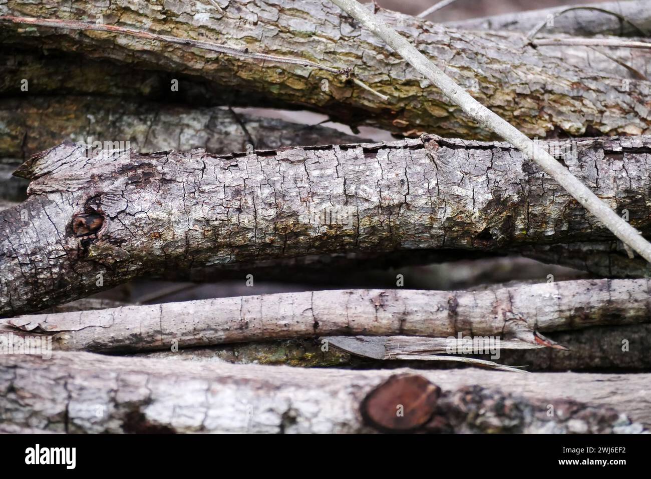 Pile of dry wood with texture Stock Photo - Alamy
