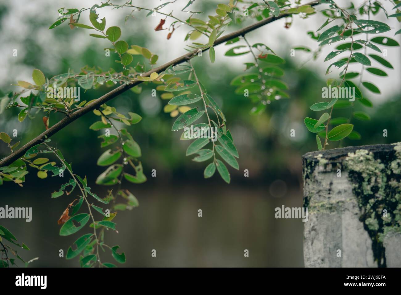 Green leaves bush young red hi-res stock photography and images - Alamy