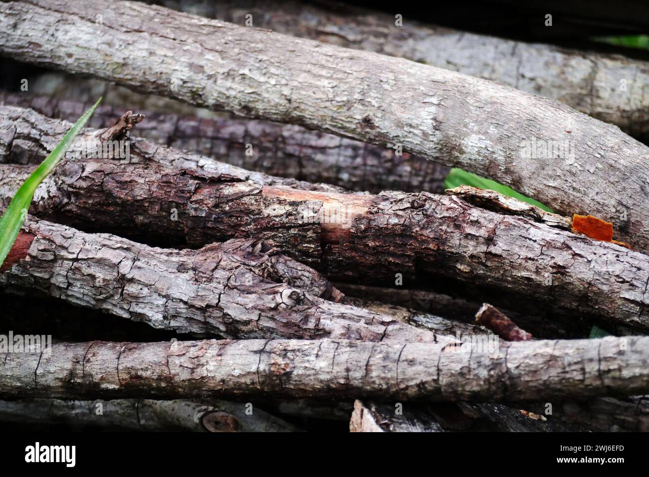 Pile of dry wood with texture Stock Photo - Alamy