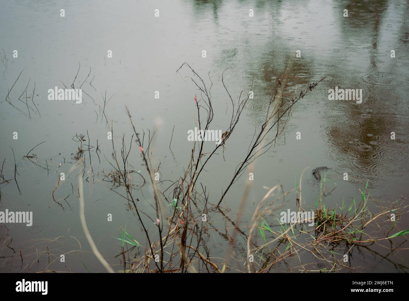 Dead reed leaves hi-res stock photography and images - Alamy