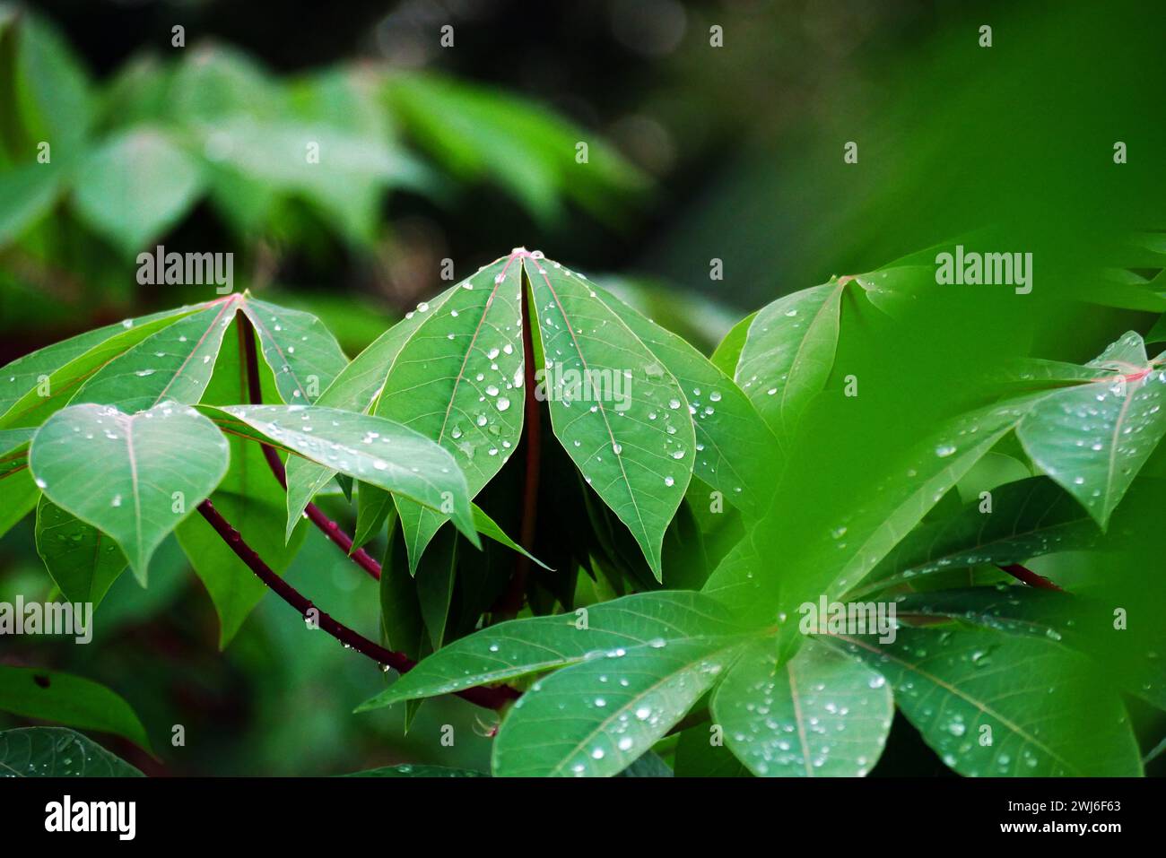 Green cassava leaves background. Cassava leaf plant background. Close ...