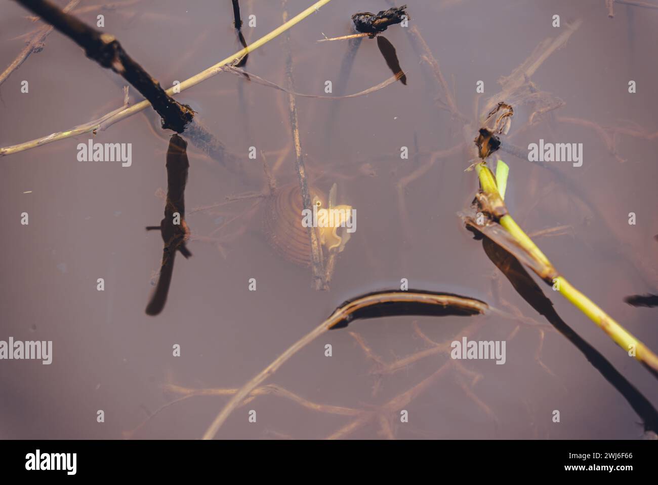 Snails in almost transparent lake water Stock Photo - Alamy