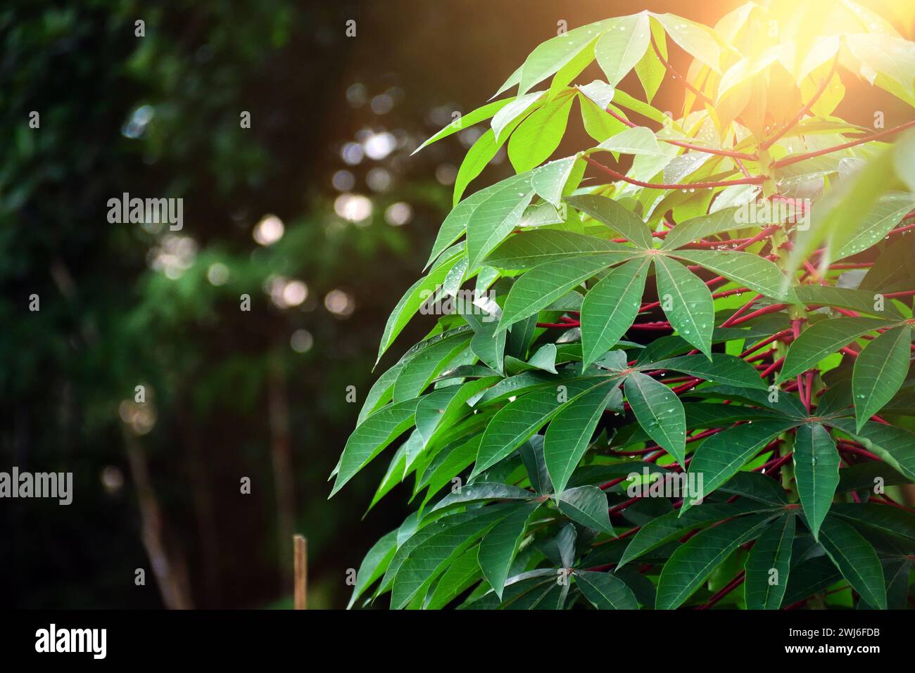 Green cassava leaves background. Cassava leaf plant background. Close ...
