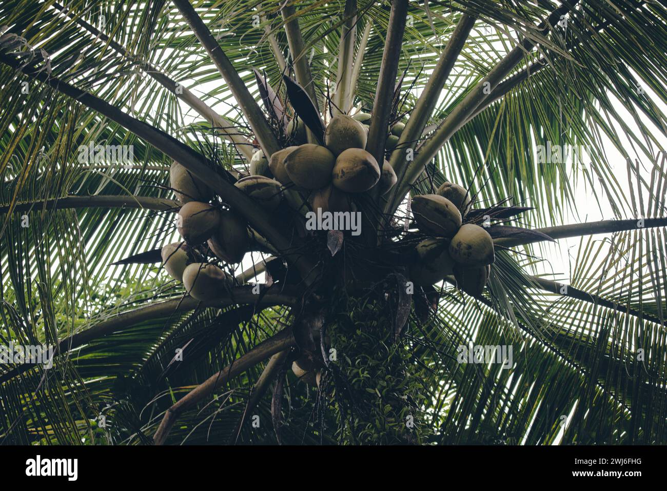 Coconut fruit in large quantities dark photo concept Stock Photo - Alamy