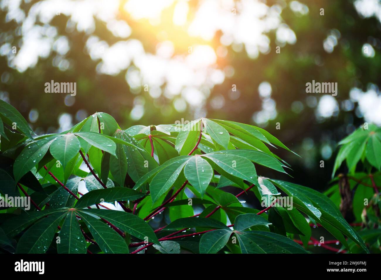 Green cassava leaves background. Cassava leaf plant background. Close ...