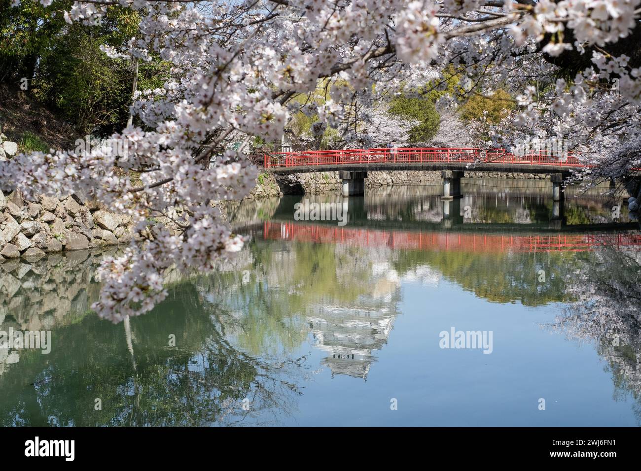 Himeji Castle in the moat, with Shiromi Bridge and cherry blossom ...