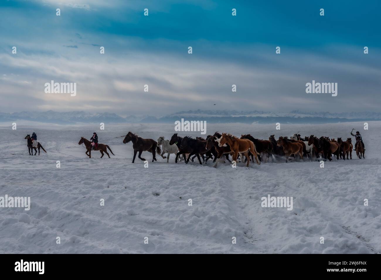 Yili, China. 13th Feb, 2024. YILI, CHINA - FEBRUARY 13, 2024 - Herdsmen ...