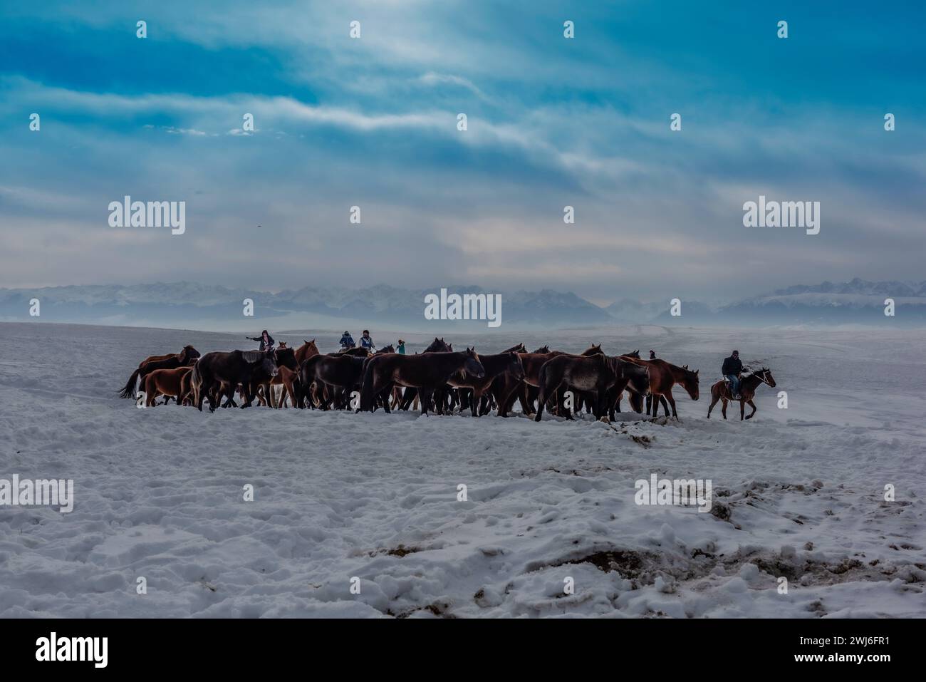 Yili, China. 13th Feb, 2024. YILI, CHINA - FEBRUARY 13, 2024 - Herdsmen ...