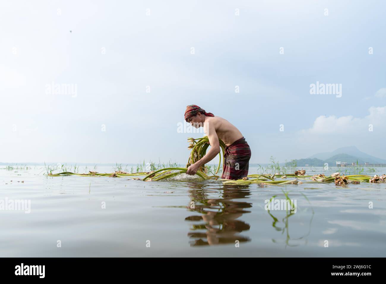 Farmer harvesting lotus in the lake to be used in cooking, Rural ...