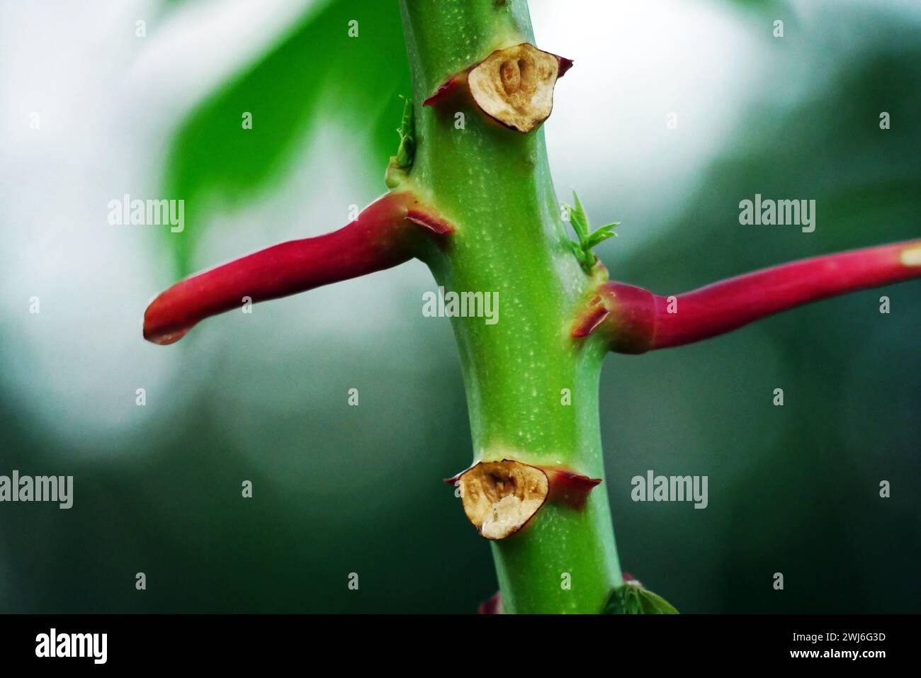 Cassava stem hi-res stock photography and images - Alamy