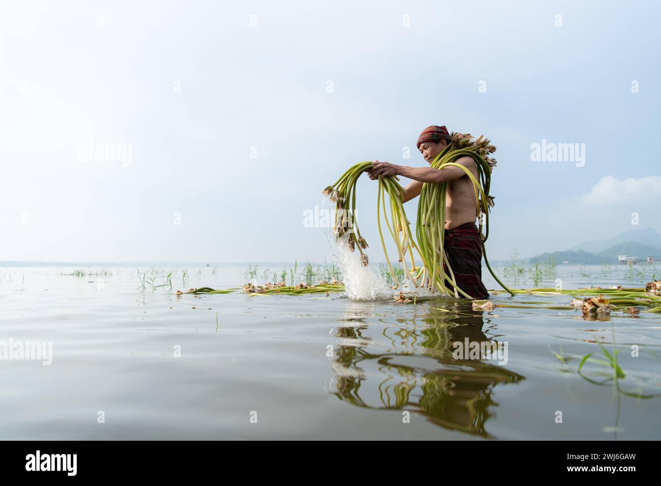 Farmer harvesting lotus in the lake to be used in cooking, Rural ...