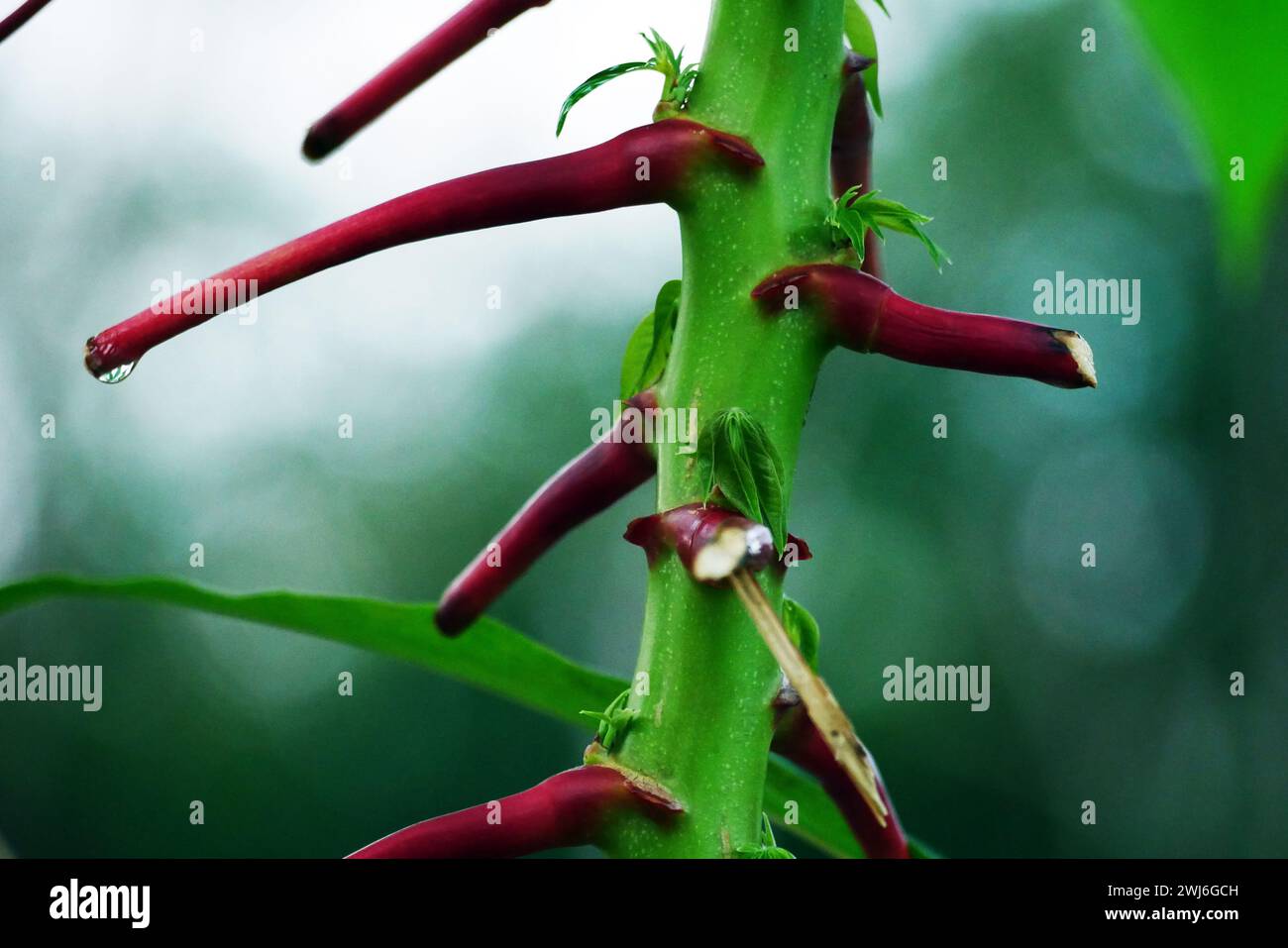 Close-up of cassava plant. Close-up of young green cassava stems and ...