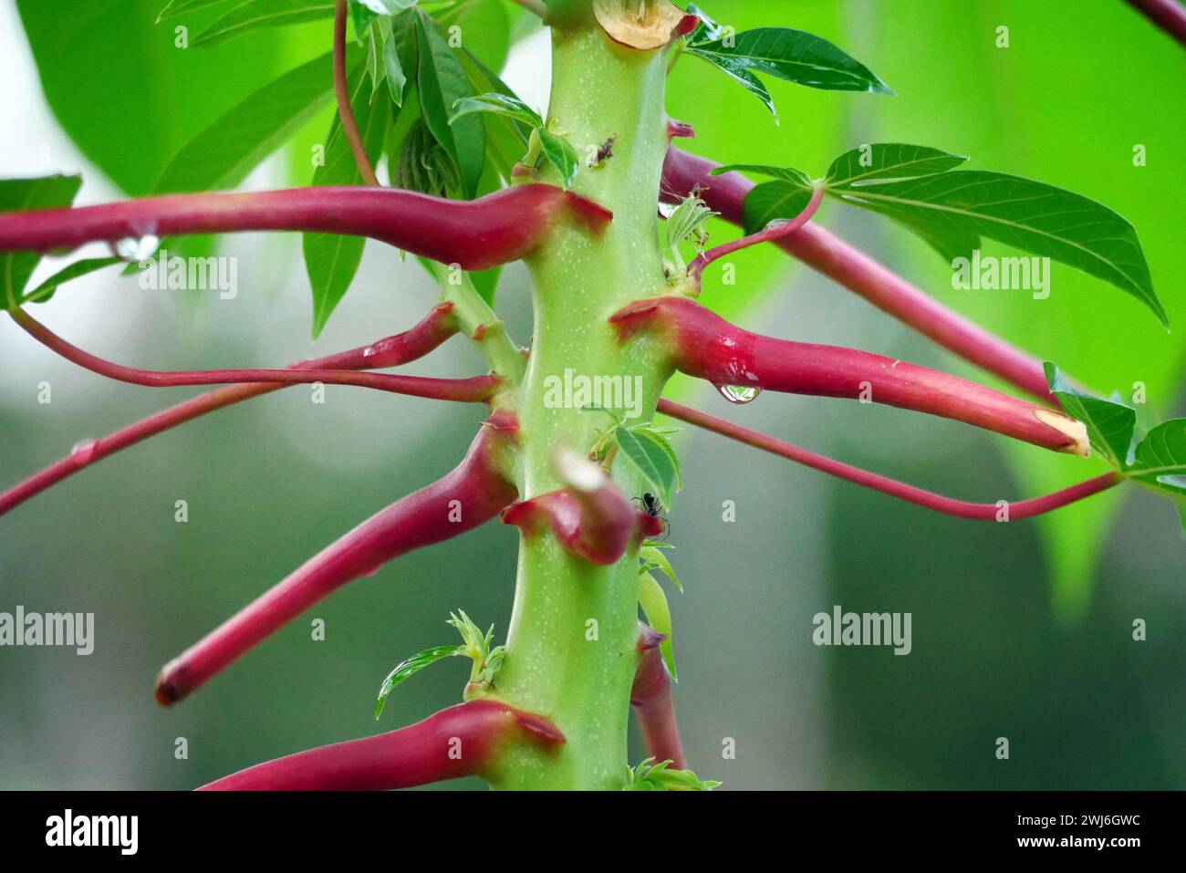 Cassava plant hi-res stock photography and images - Alamy