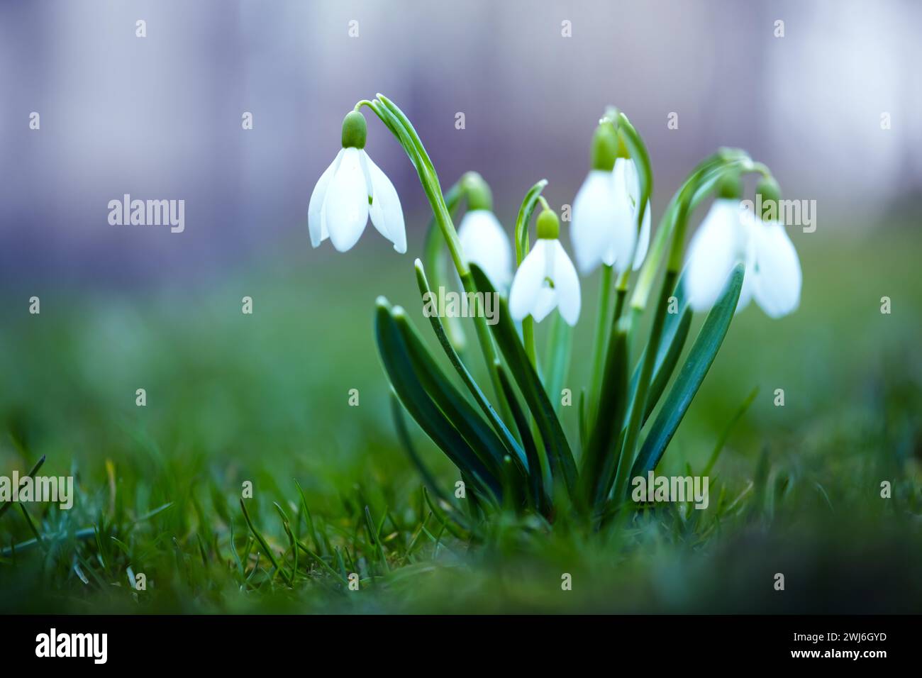 Tiny snowdrop flowers on spring meadow in forest closeup. Macro nature ...