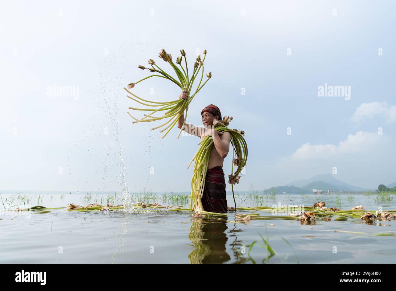 Farmer harvesting lotus in the lake to be used in cooking, Rural ...