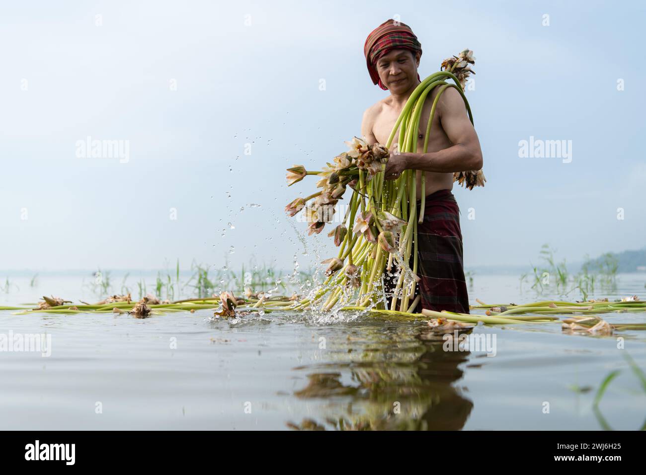 Farmer harvesting lotus in the lake to be used in cooking, Rural ...