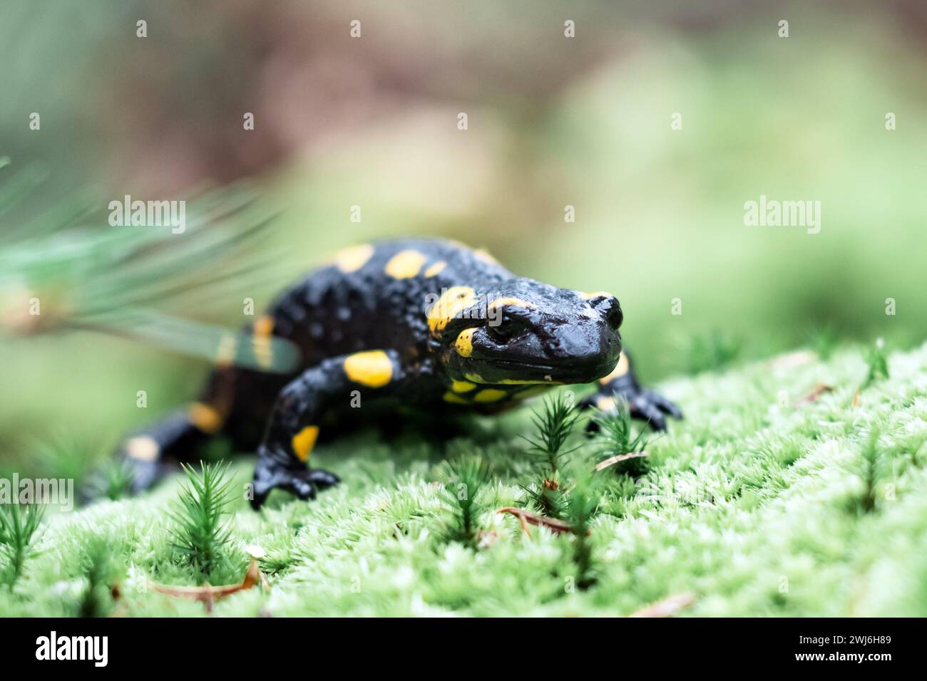 Spotted adult fire salamander on green moss close up. Wildlife ...