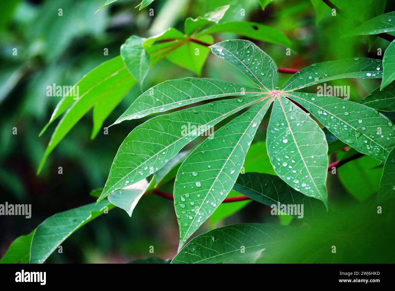 Green cassava leaves background. Cassava leaf plant background. Close ...