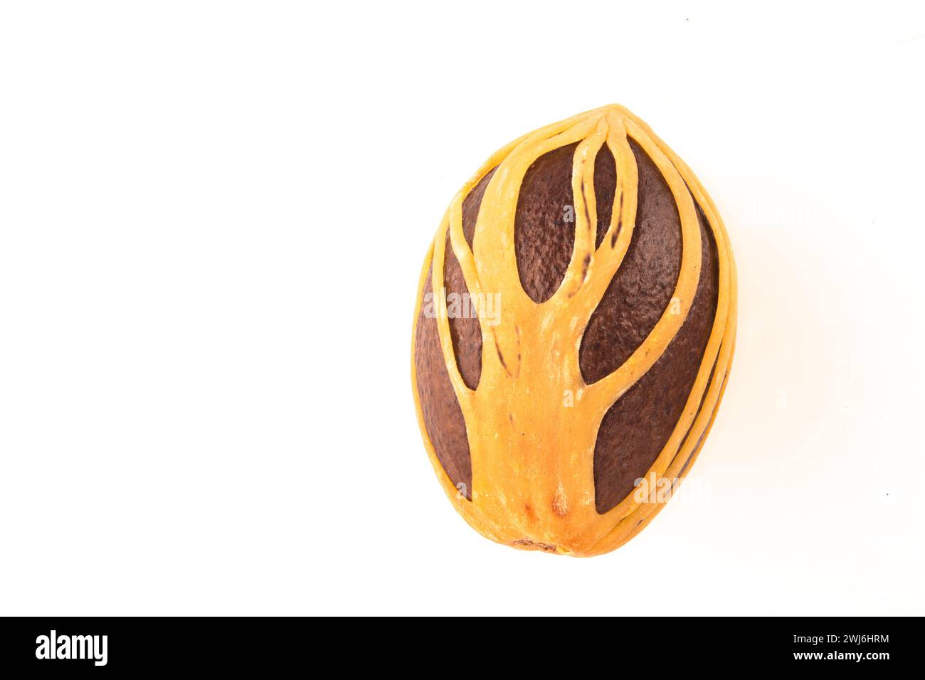 Close up high resolution still life of whole Nutmeg, with Mace, on ...