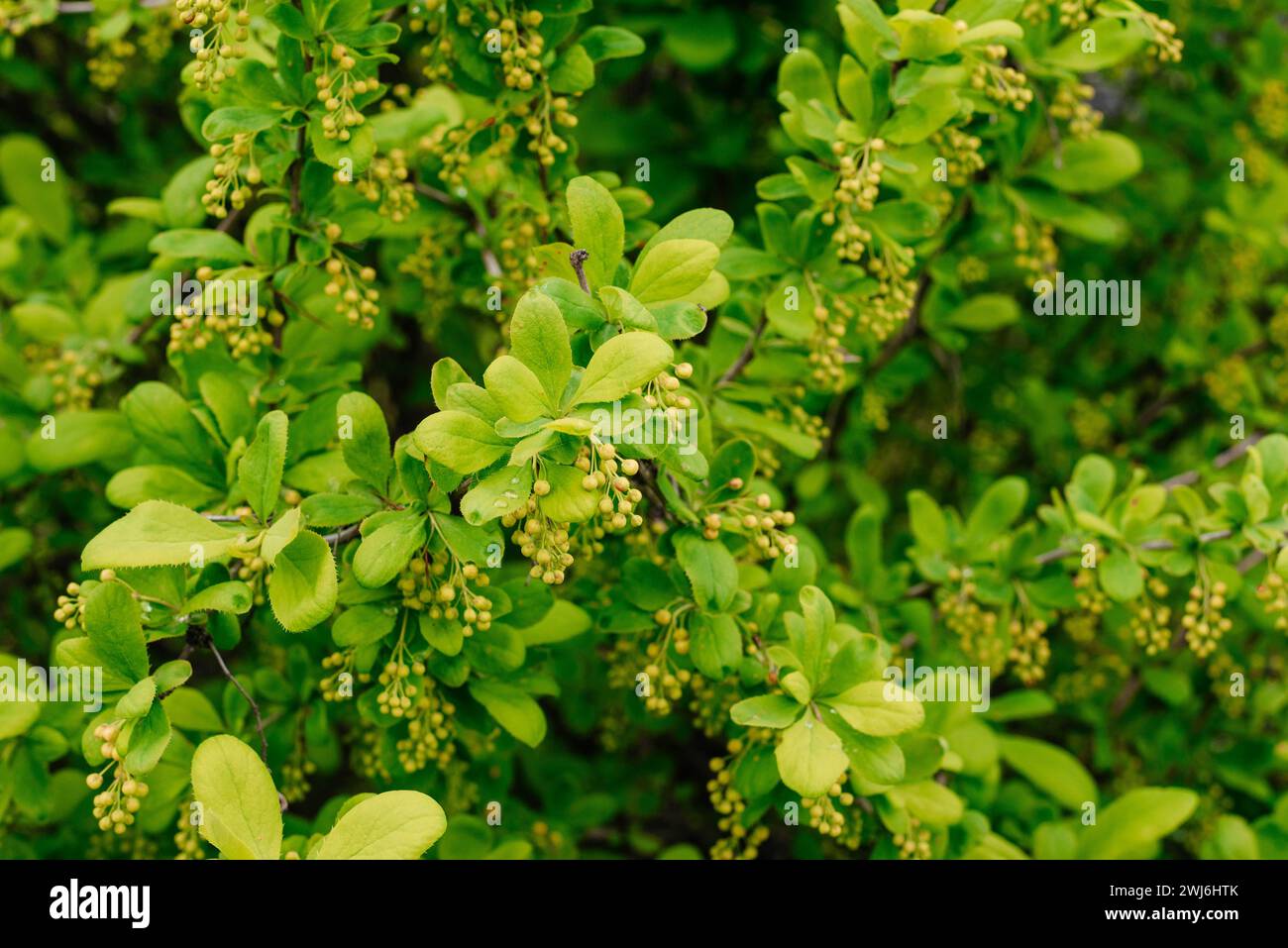 Barberry flowers. Beautiful flowering barberry bush. Close-up of ...