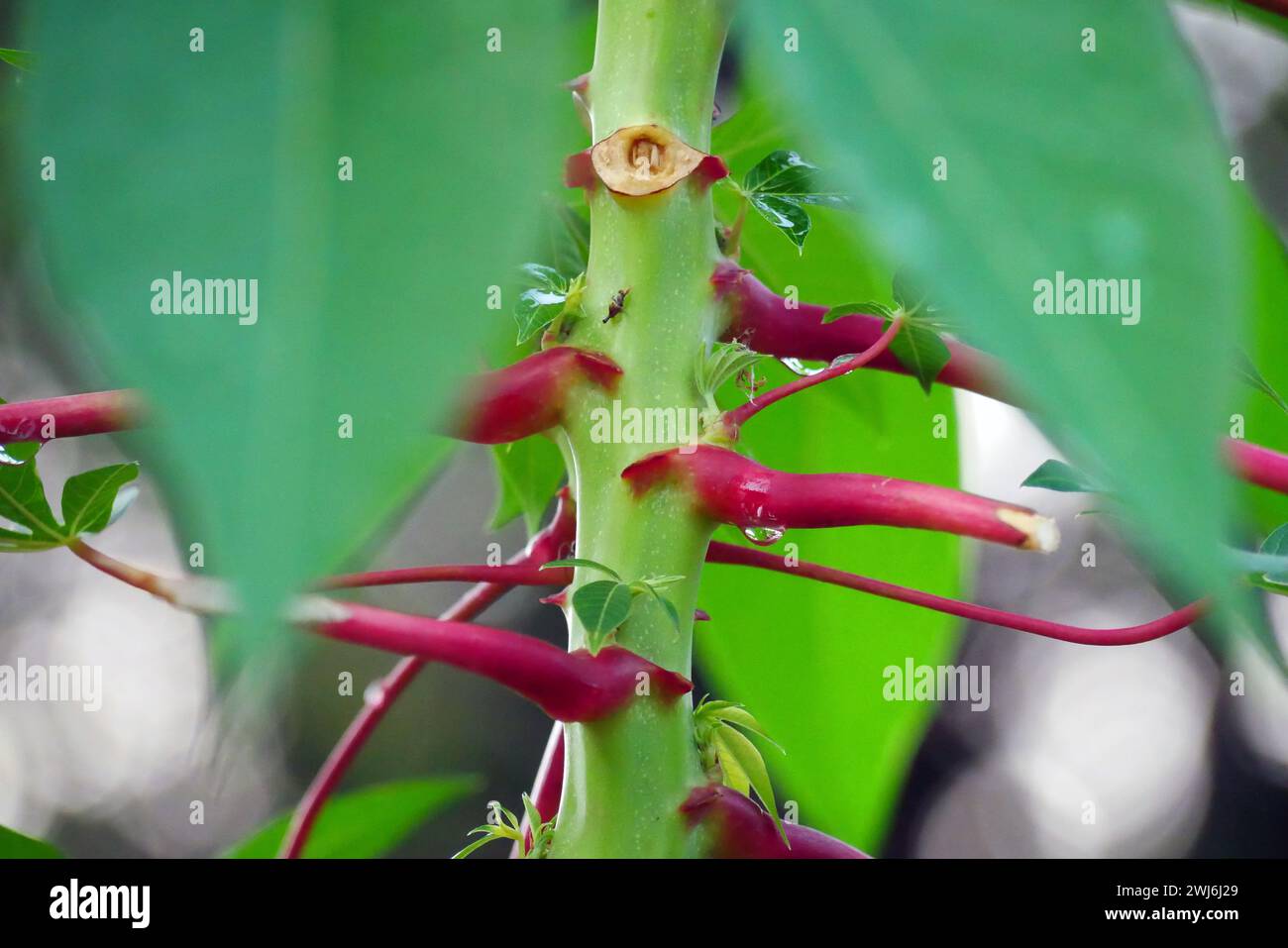 Cassava stem hi-res stock photography and images - Alamy