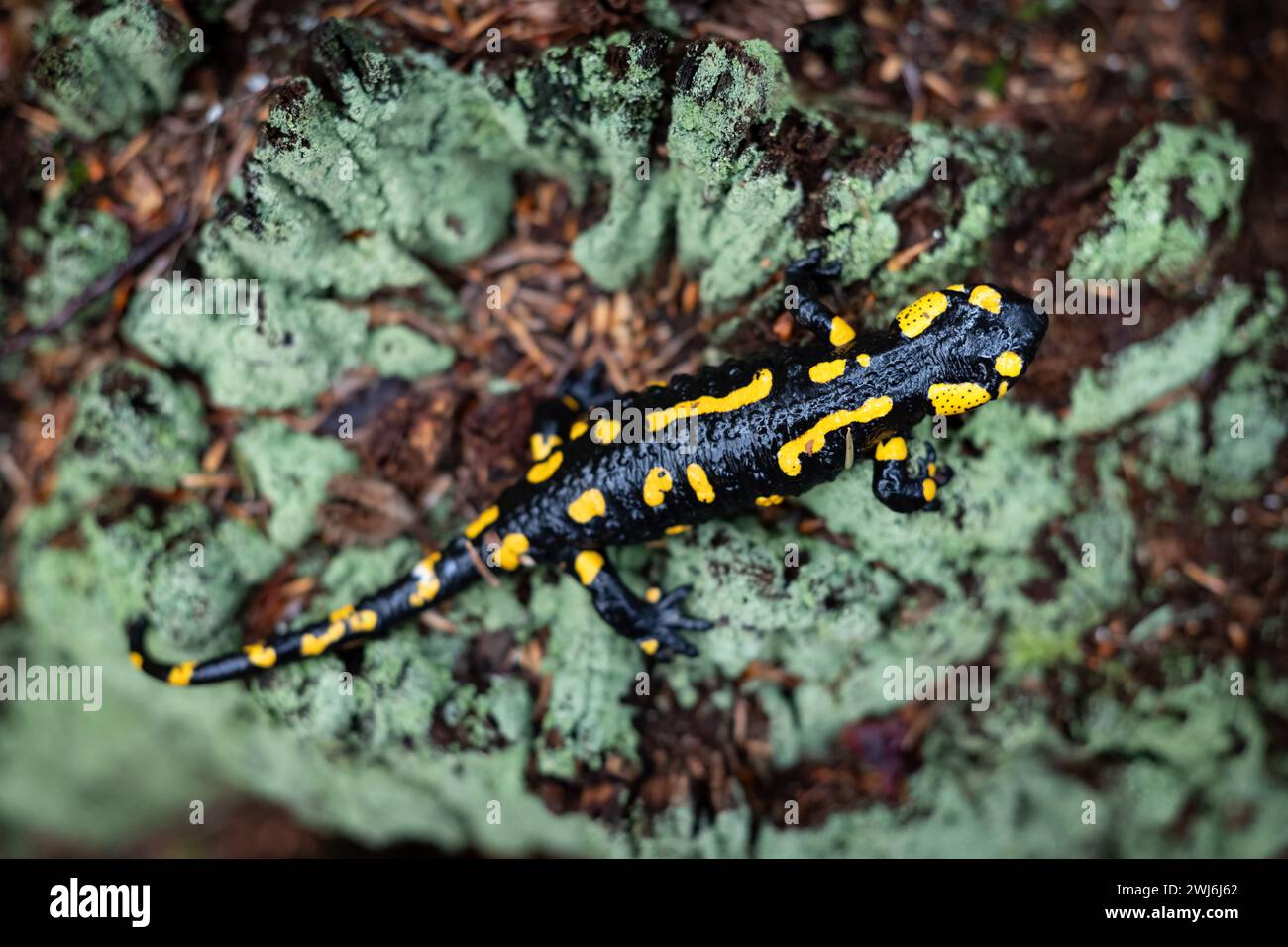 Fire salamander salamandra salamandra on mossy tree trunk hi-res stock ...