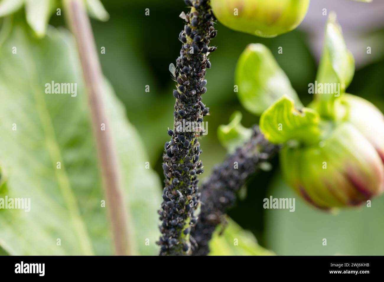 Black bean aphids aphis fabae colony on heavyly infested plant stem ...